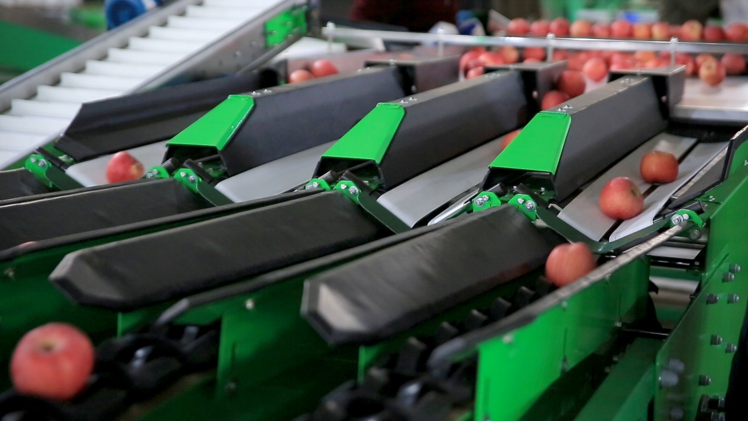 Mango sorting machine|Grading equipment for fruits and vegetables ...